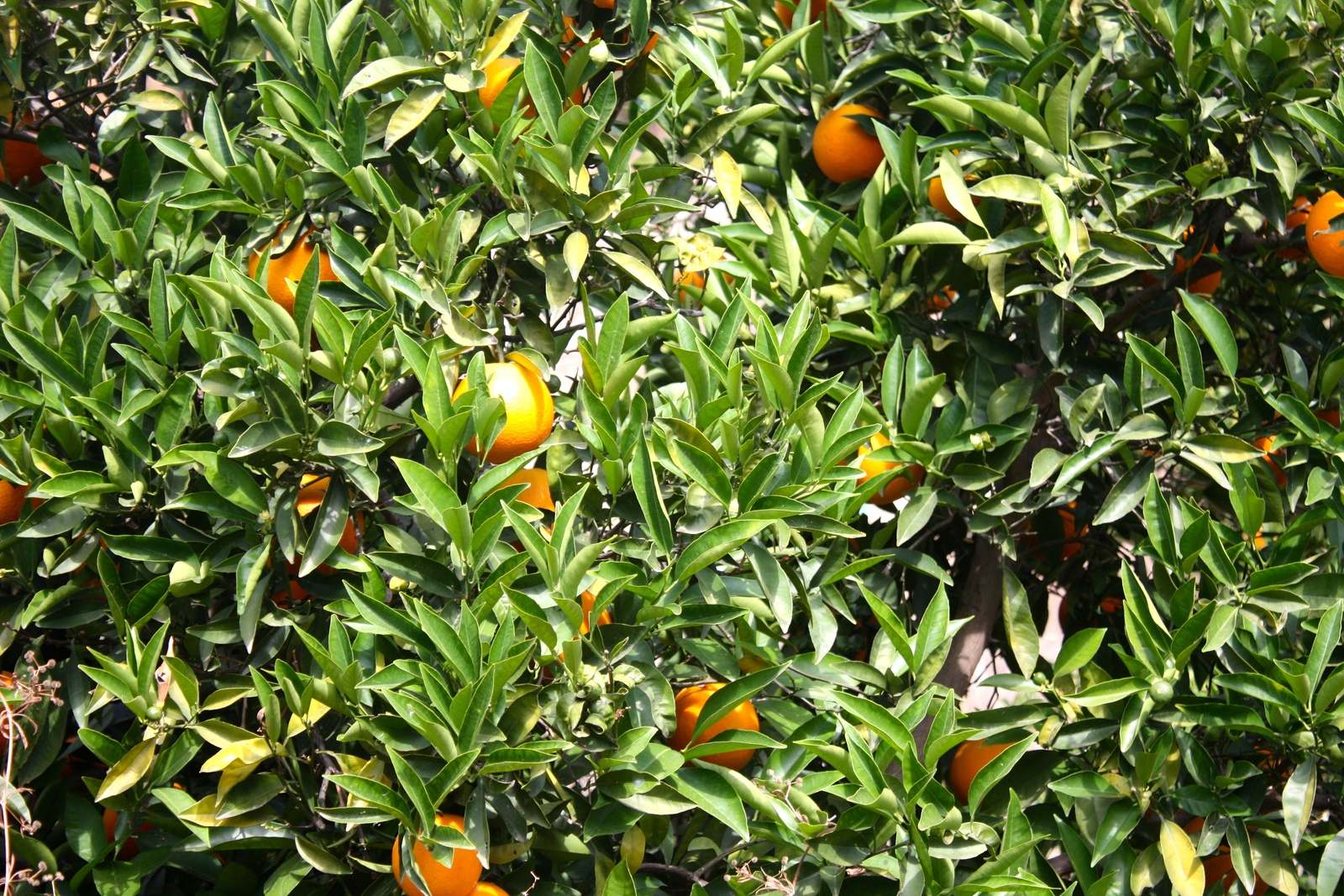 10 datos curiosos sobre las naranjas - CitrusRicus